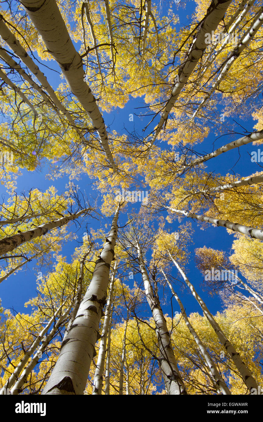 Aspen tree trunks fall colors hi-res stock photography and images - Alamy