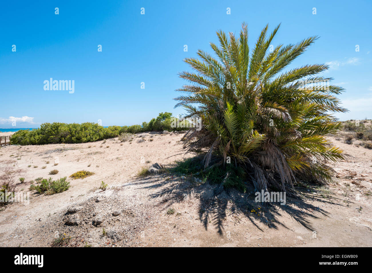 Aleppo Pine, Pinus halepensis, and palm trees growing in dunes in ...