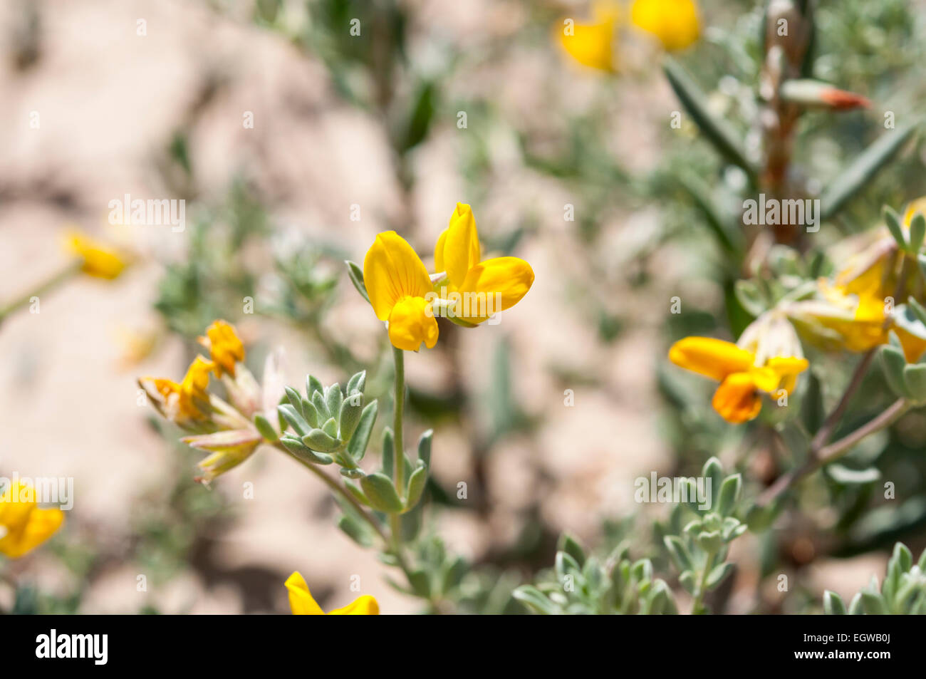 Flowers and leaves of Cretan trefoil, Lotus creticus Stock Photo - Alamy