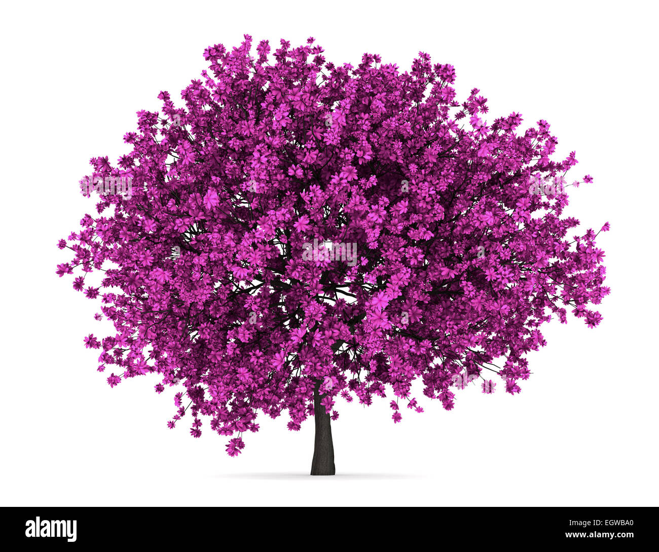 judas tree isolated on white background Stock Photo - Alamy