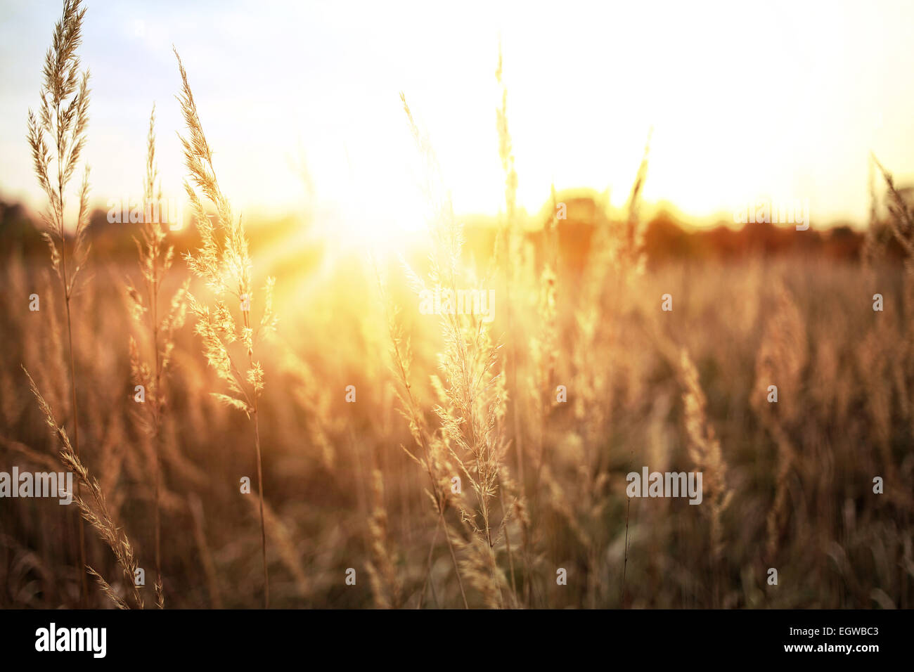 Sunny summer field Stock Photo - Alamy