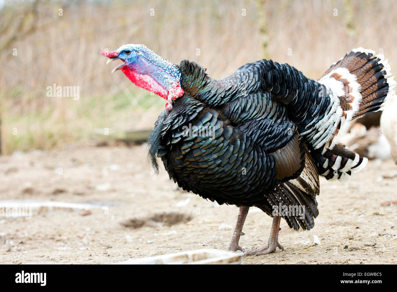 Turkey on the run Stock Photo - Alamy