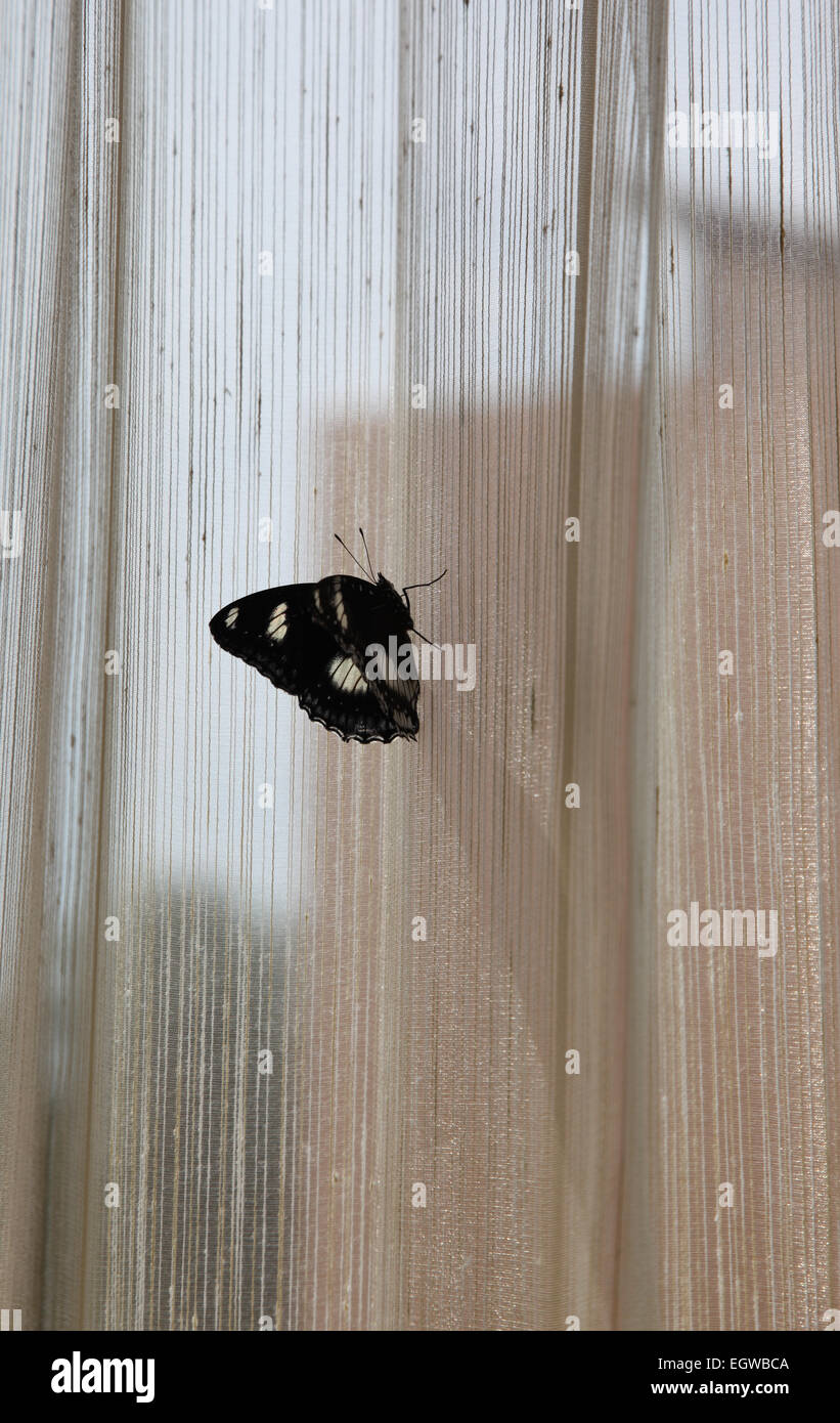 Butterfly with black mustache sits on the curtain Stock Photo - Alamy