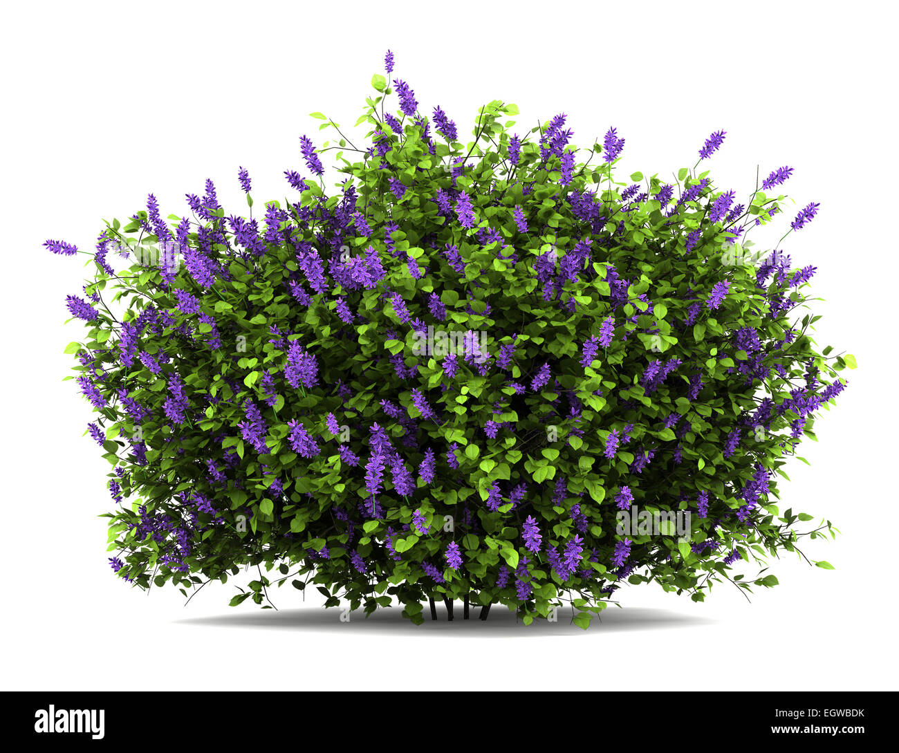 lilac flowers bush isolated on white background Stock Photo - Alamy