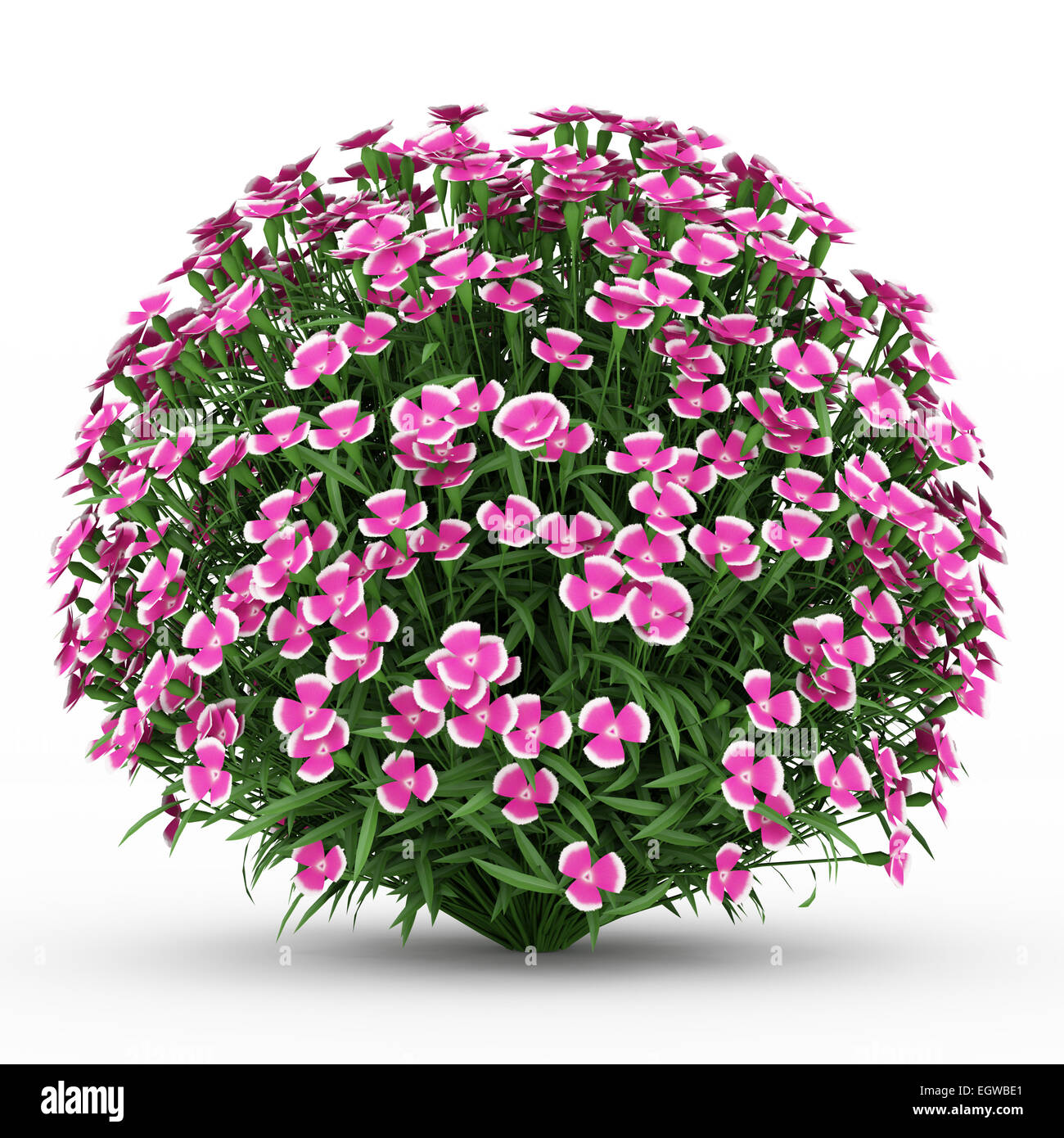 alpine pink flowers isolated on white background Stock Photo - Alamy