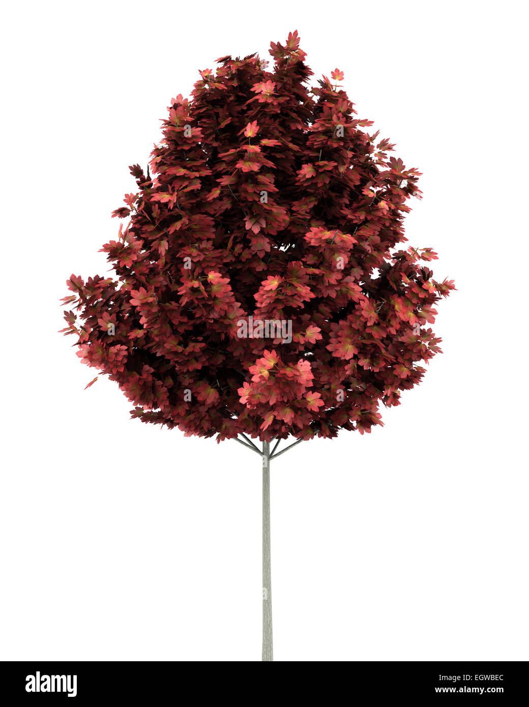 red maple tree isolated on white background Stock Photo - Alamy