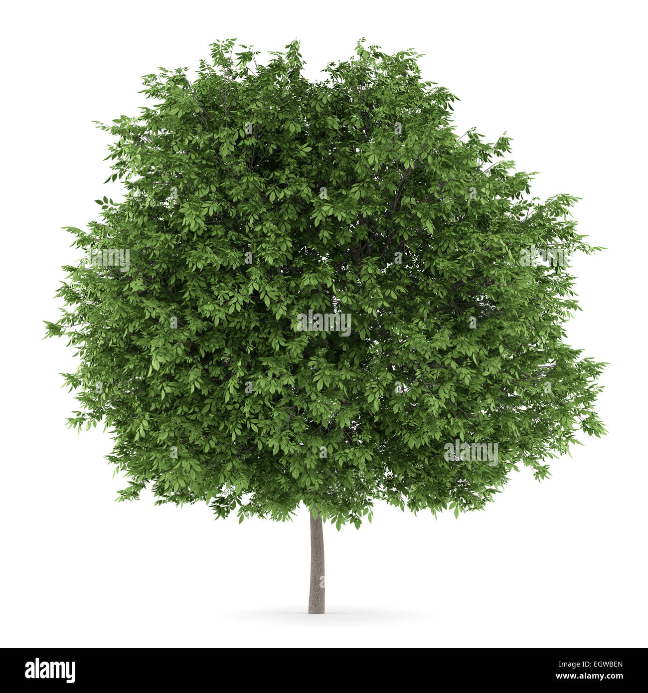 White walnut tree hi-res stock photography and images - Alamy