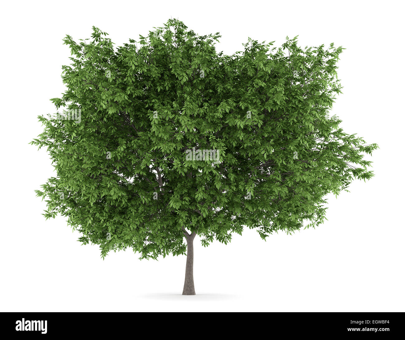 White walnut tree hi-res stock photography and images - Alamy