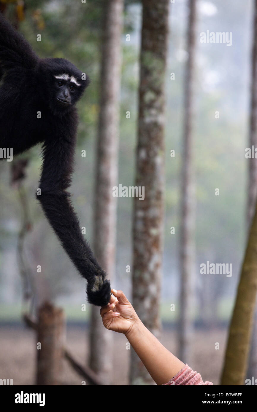 Gibbon of assam hi-res stock photography and images - Alamy