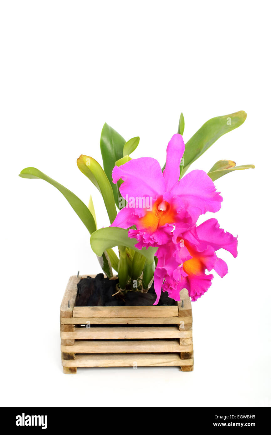 Violet cattleya hi-res stock photography and images - Alamy