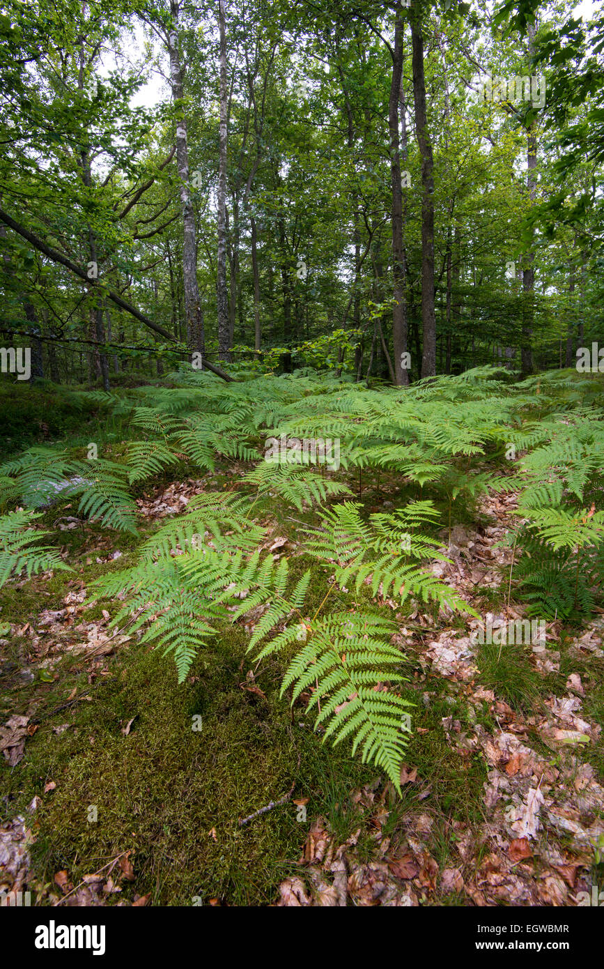 Ferns growing on forest floor hi-res stock photography and images - Alamy