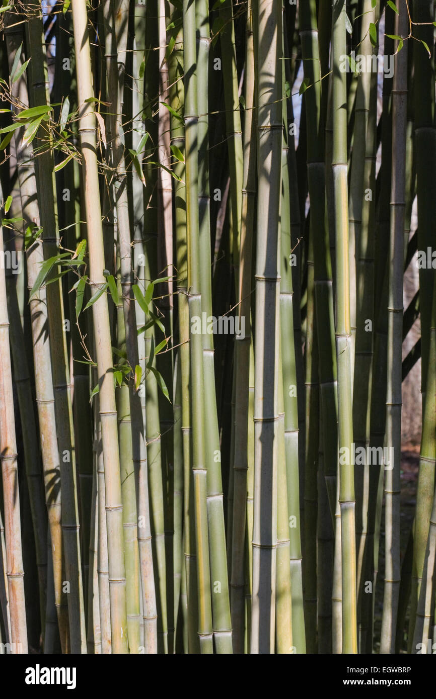 Monocot stem hi-res stock photography and images - Alamy
