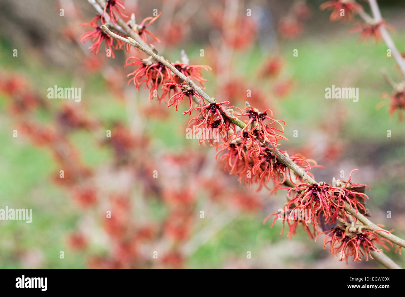 Hamamelis x intermedia 'Rubin' flowers Stock Photo - Alamy