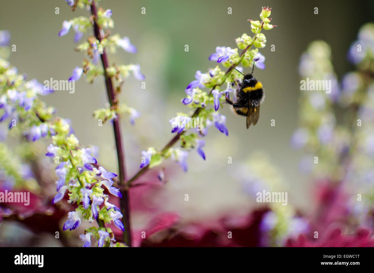 A bumble bee collecting pollen from these autumn blue flowers Stock ...