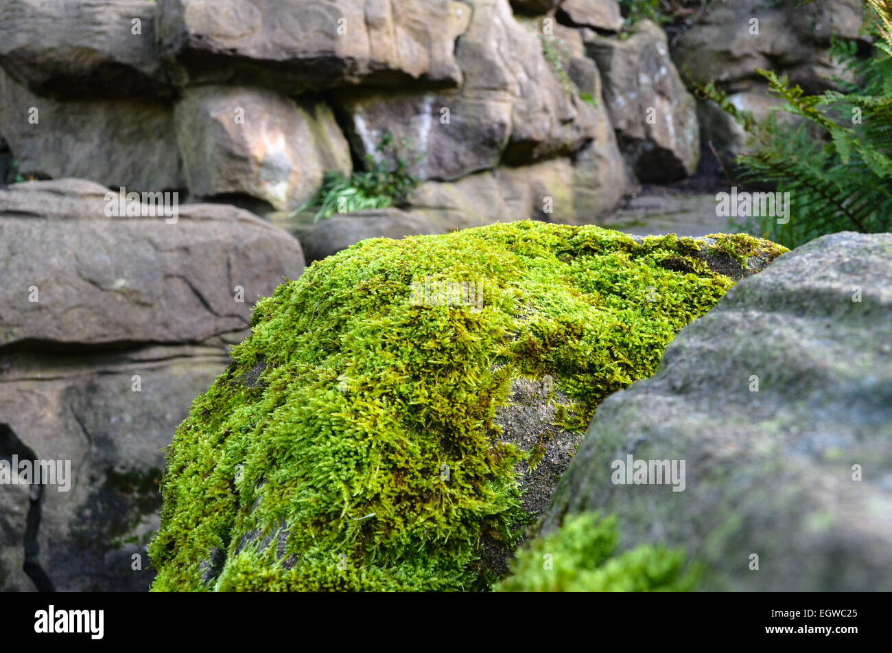 Bright green moss covers the stone in the center of the image with tree ...