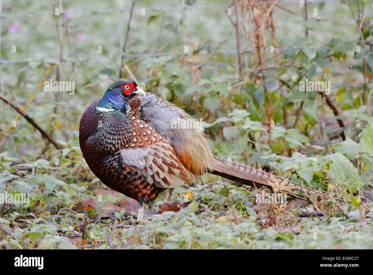 Male Pheasant showing plumage detail of SW Asian race Phasianus ...