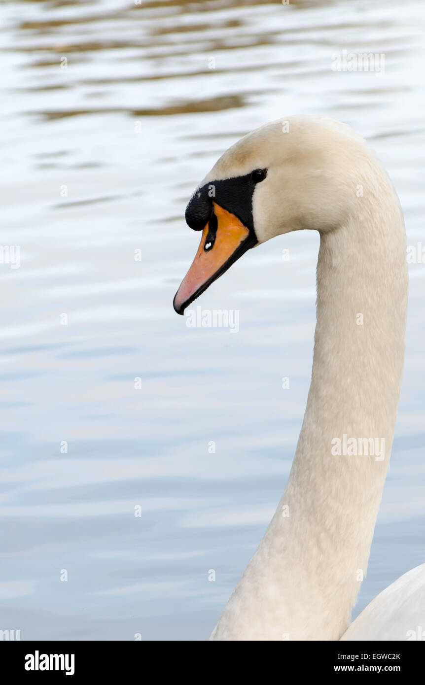 A profile capture of a swan (Cygnus) facing left on a pale watery ...