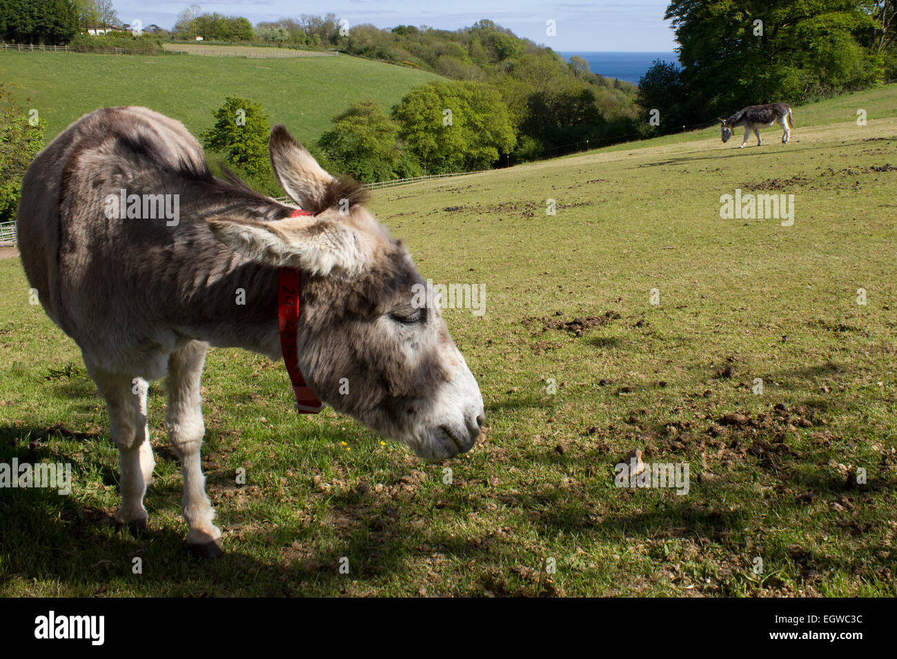 Donkey grazing on a hillside in Devon, UK with view of the sea in the ...