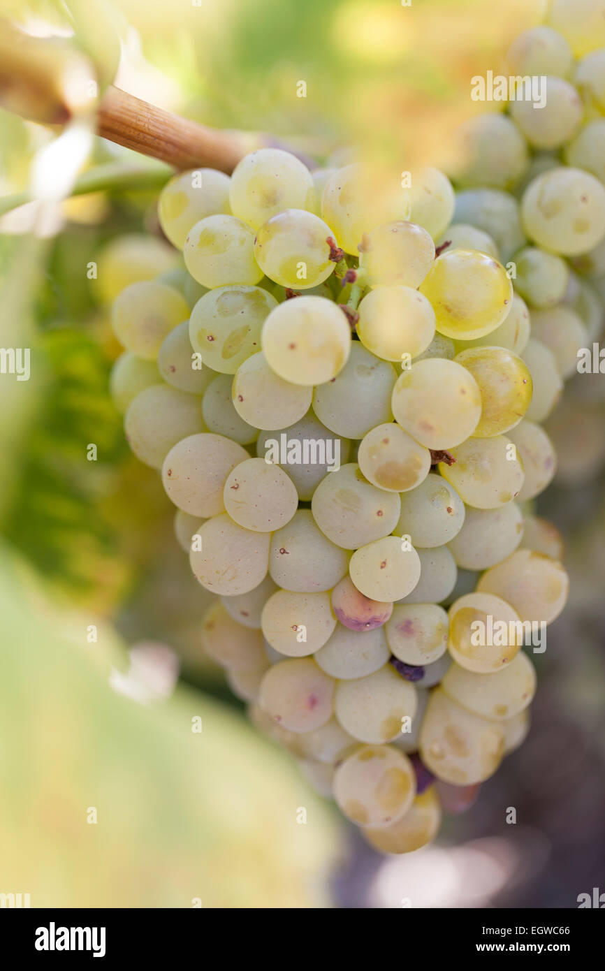 Garnacha blanca hi-res stock photography and images - Alamy