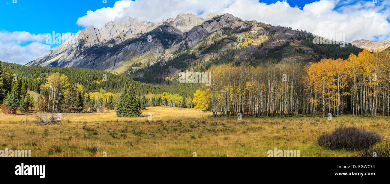 Aspen trees in Banff National Park Stock Photo - Alamy