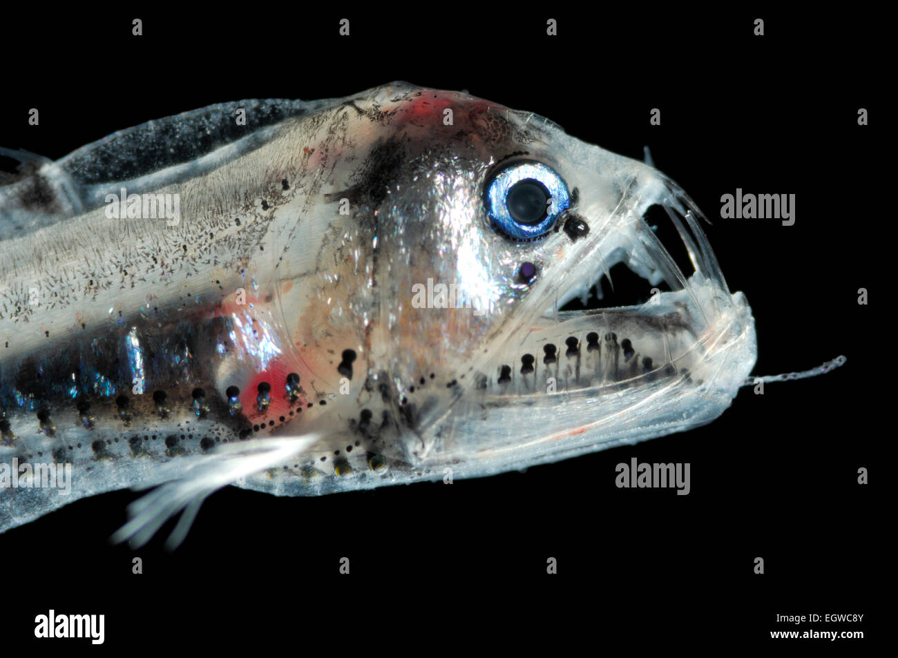 Deep Teeth High Resolution Stock Photography and Images - Alamy