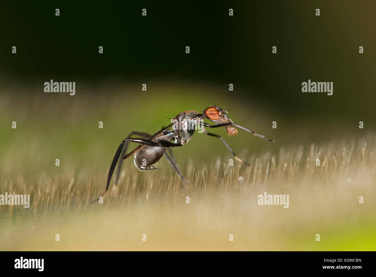 Tropical Stilt Fly (Micropezidae) mimicing an ant as protection from ...