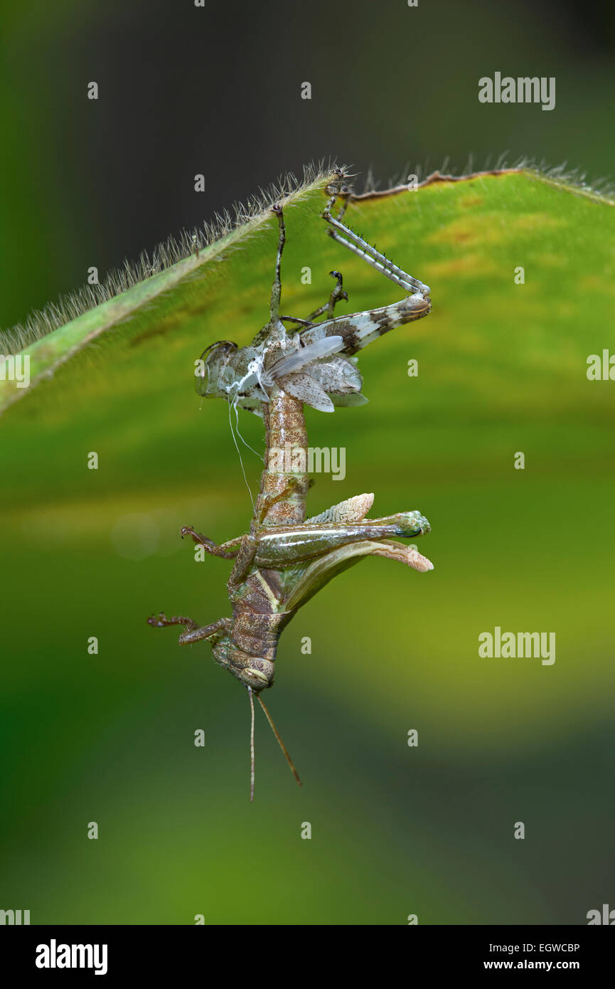 Grasshopper (Caelifera), hatching from nymph, Tambopata Nature Reserve ...