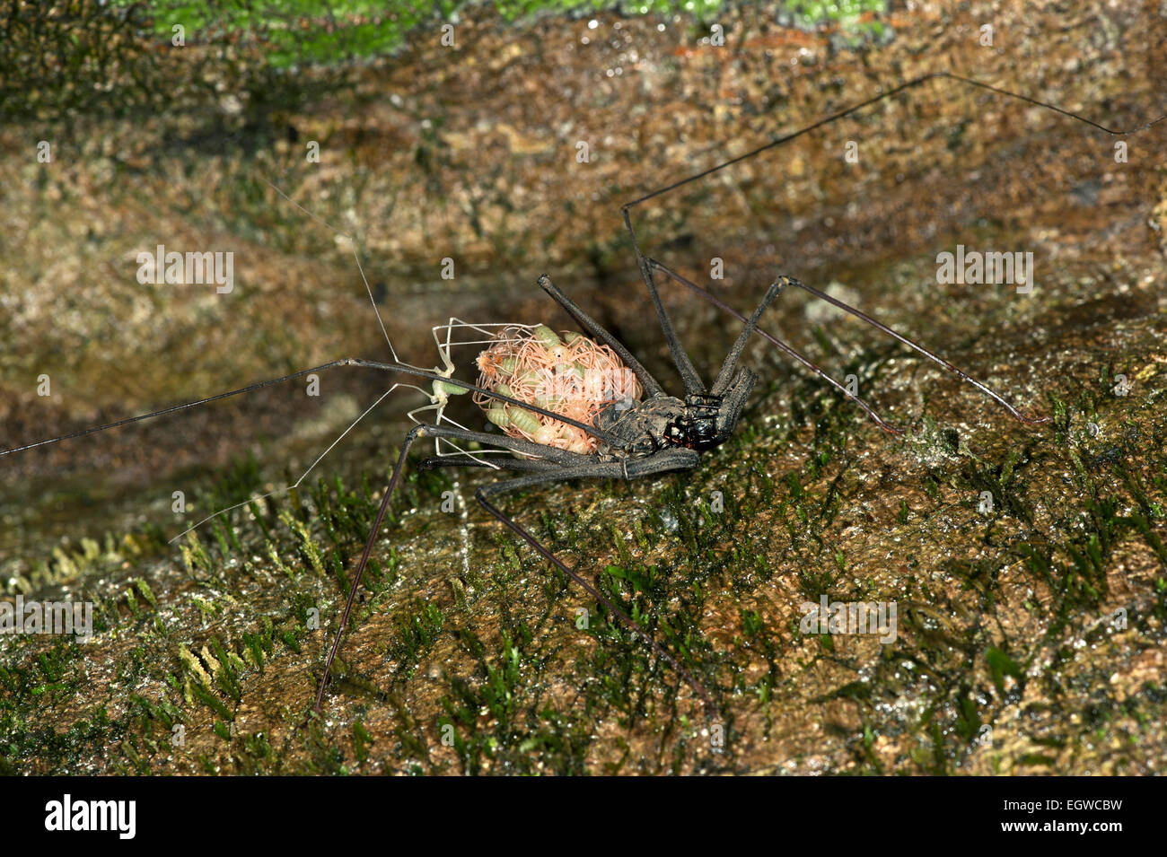 Whip spider hi-res stock photography and images - Alamy