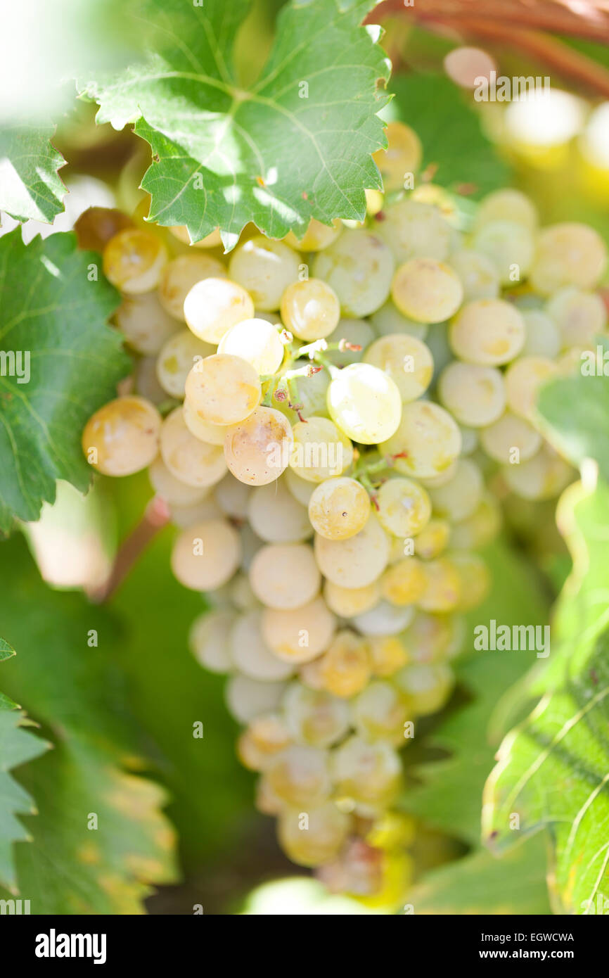 Villard hi-res stock photography and images - Alamy