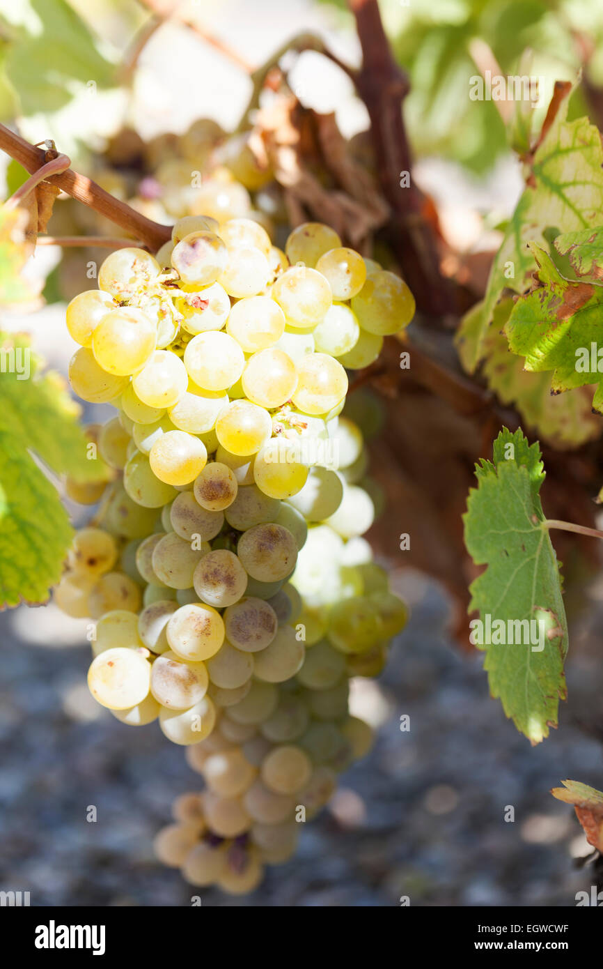 Grapes : Calagrano Stock Photo - Alamy