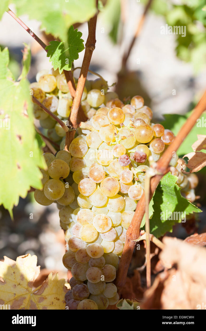 Moscatel de la tierra hi-res stock photography and images - Alamy