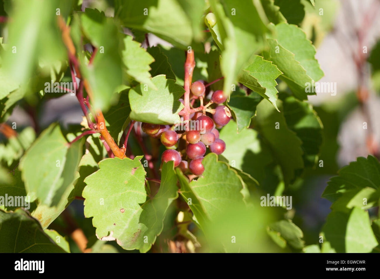 Vitis rupestris hi-res stock photography and images - Alamy