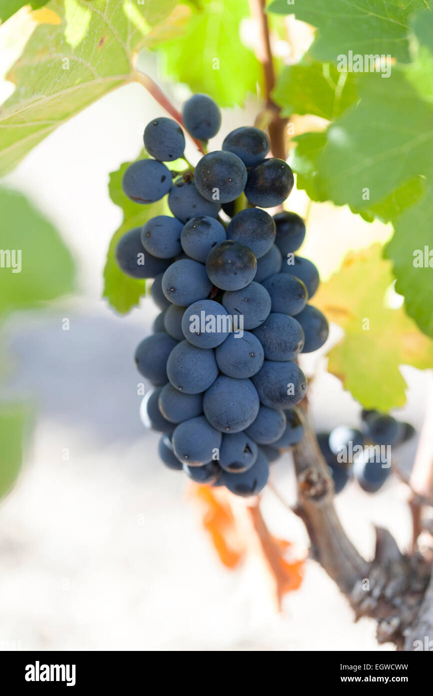 Pinotage grapes hi-res stock photography and images - Alamy