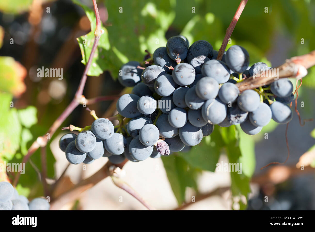 Pinotage grapes hi-res stock photography and images - Alamy