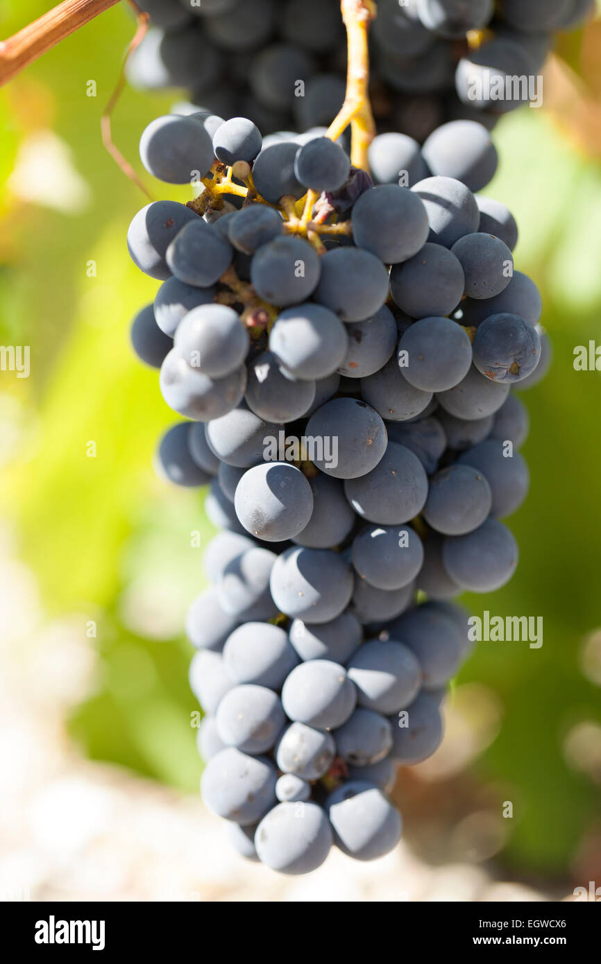 Grapes : Bonarda. Italy Stock Photo - Alamy