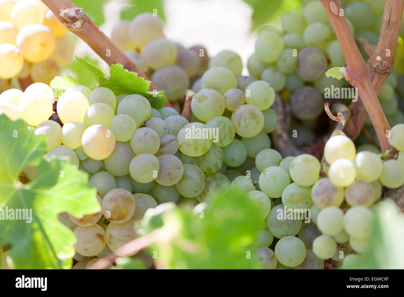 Gibi hi-res stock photography and images - Alamy