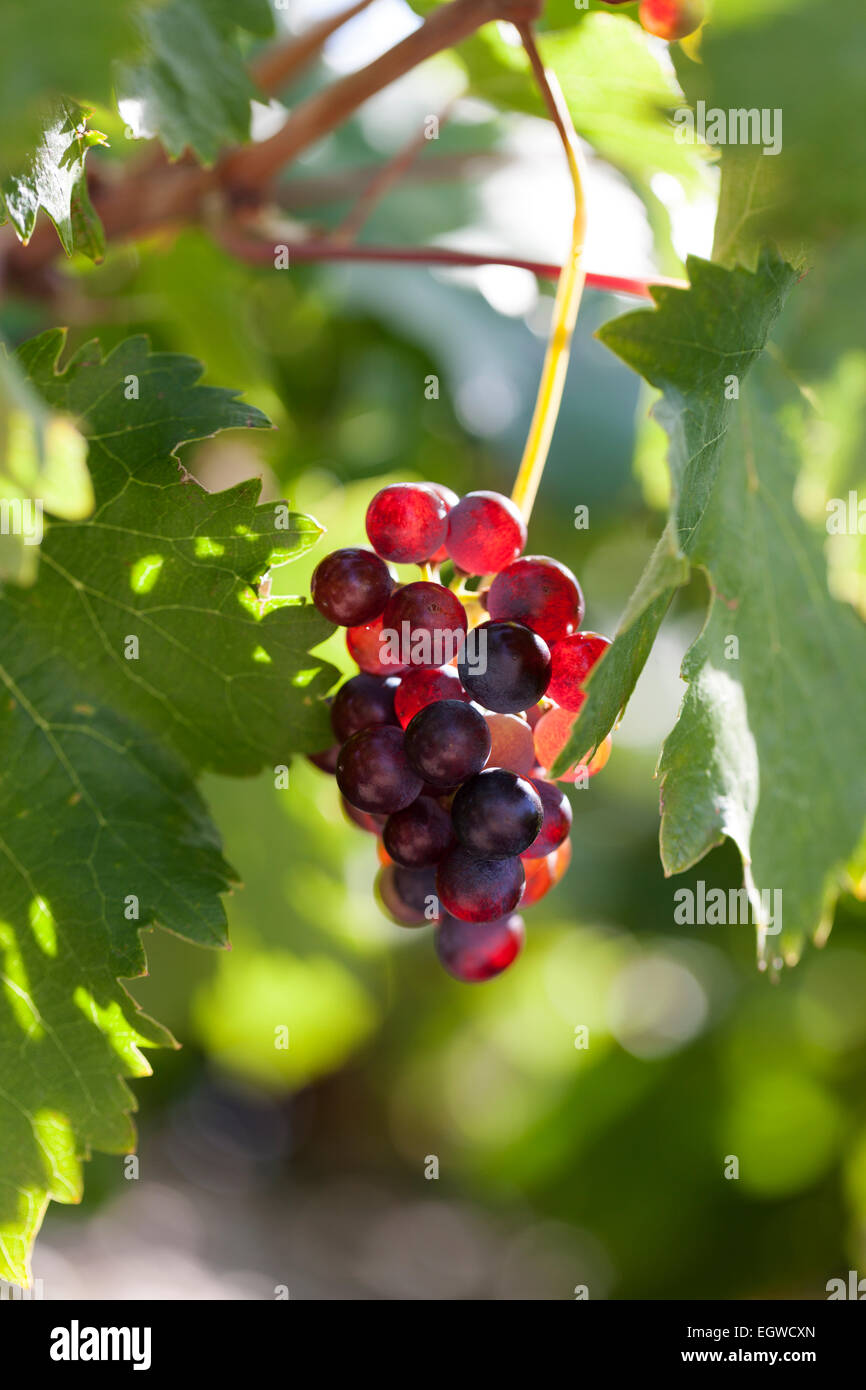 Pais hi-res stock photography and images - Alamy