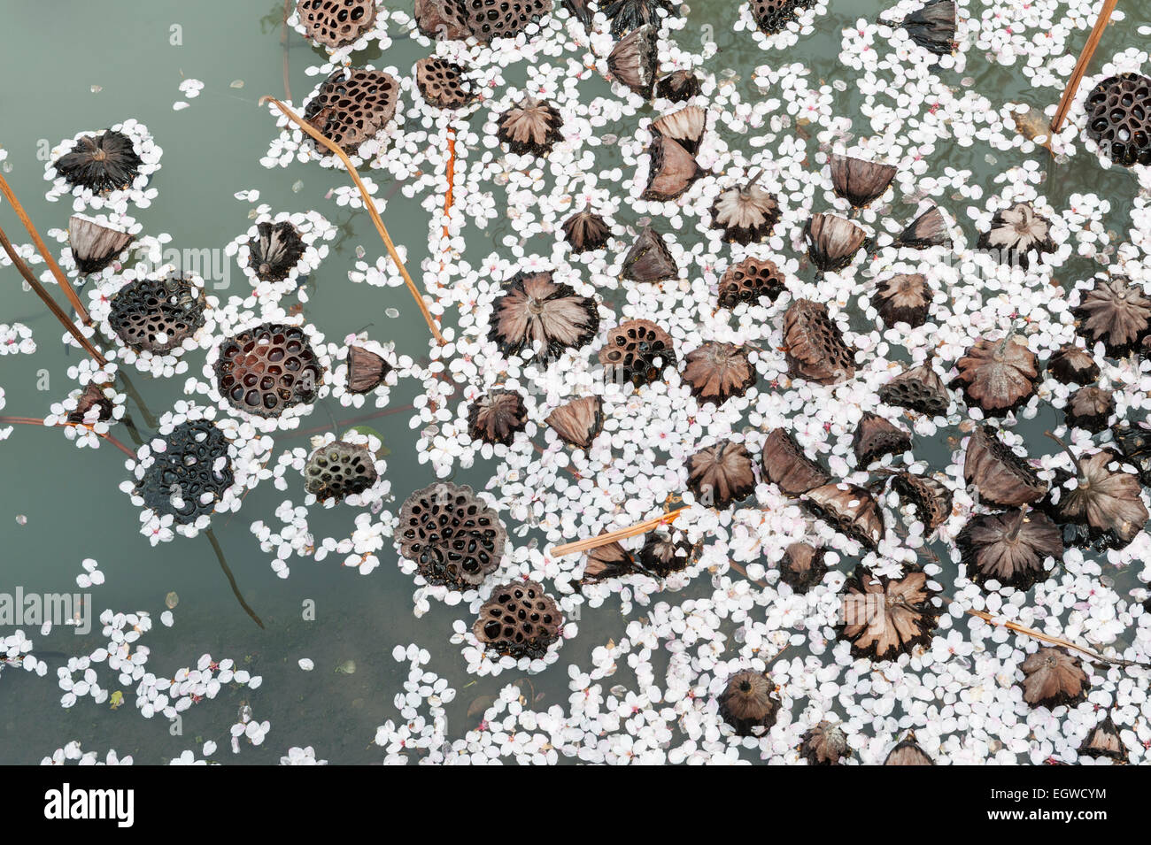 In springtime, cherry blossom petals float among lotus flower seed ...