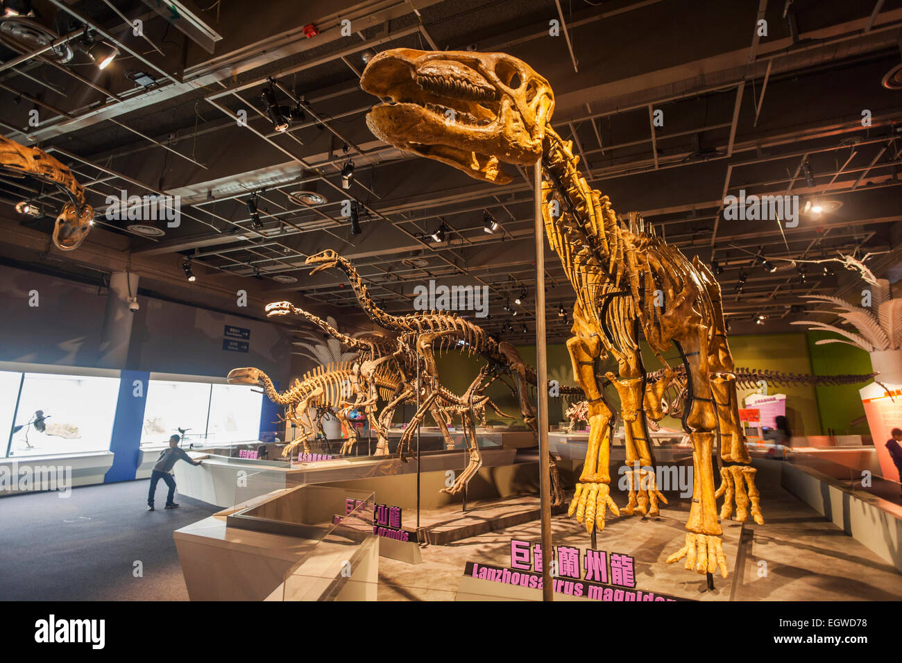 Lanzhousaurus magnidens hi-res stock photography and images - Alamy