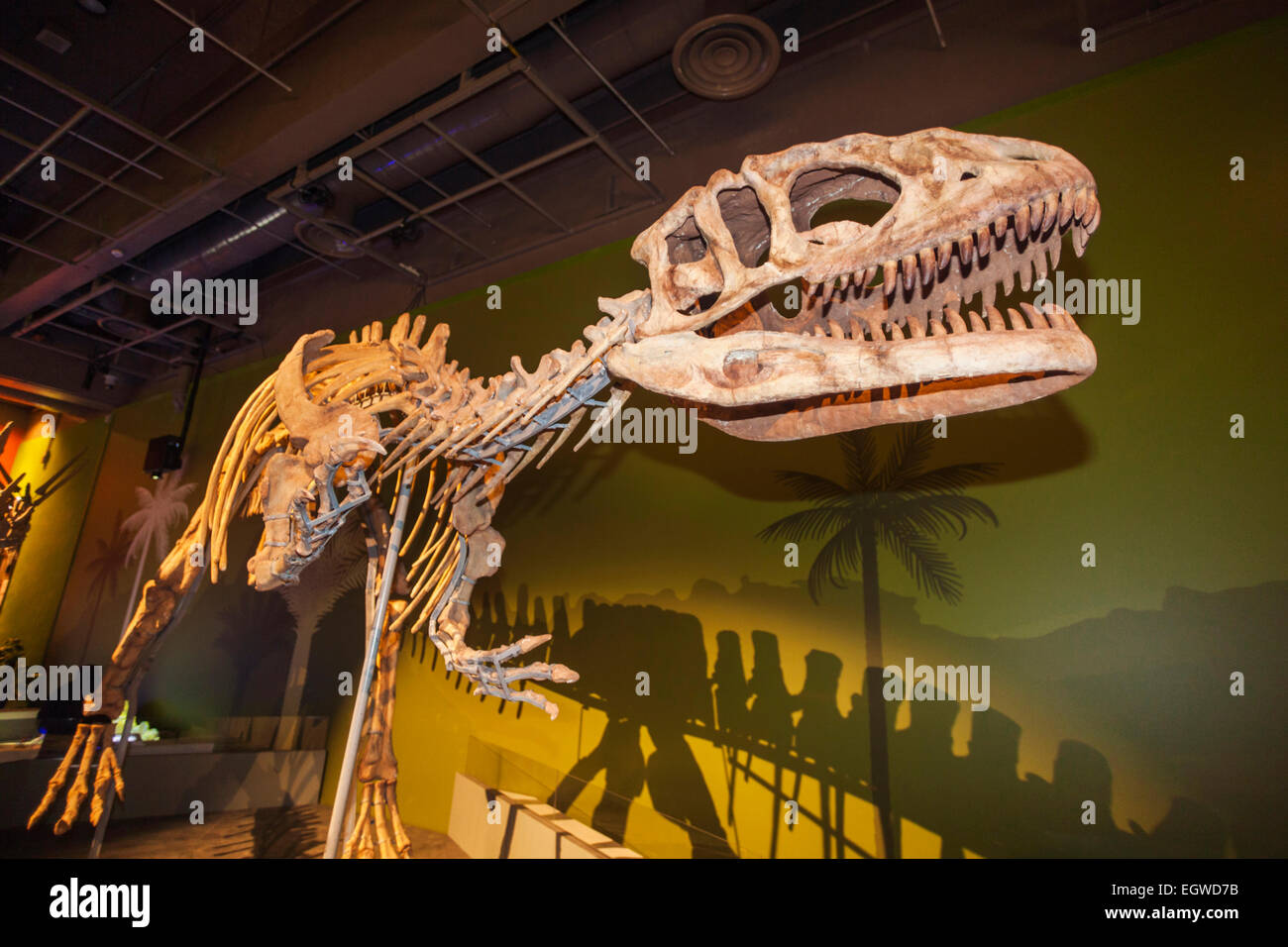 China, Skelton of Yangchuanosaurus Shangyouensis Stock Photo - Alamy