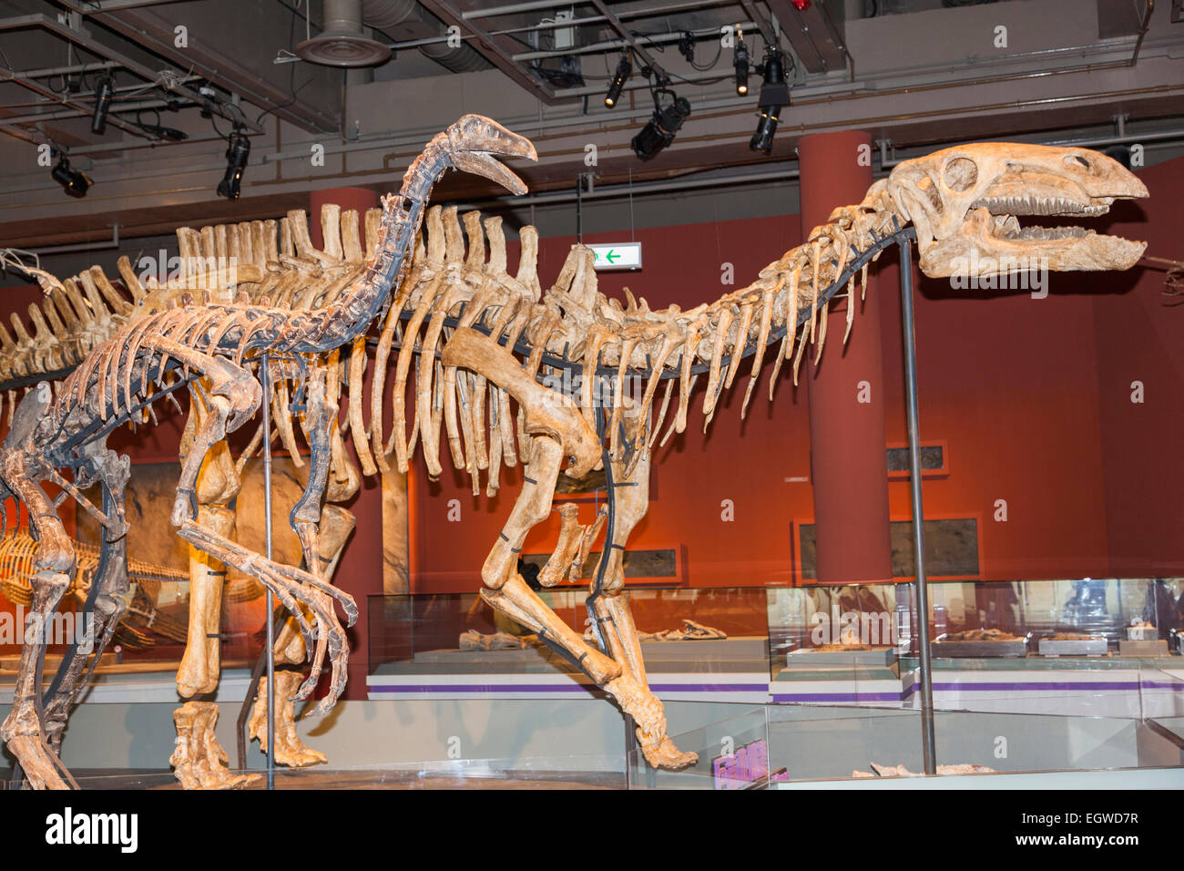 Dinosaur King Lanzhousaurus