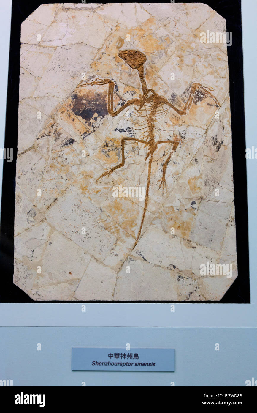 Shenzhouraptor sinenis raptor hi-res stock photography and images - Alamy