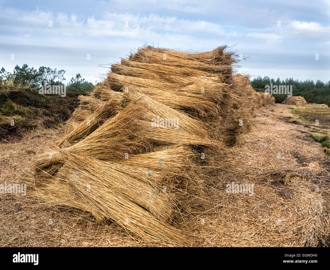 Reeds for thatching sampled in big bundles Stock Photo - Alamy