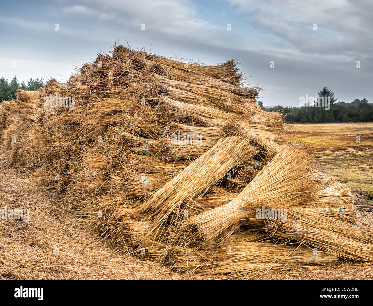 Roof Thatch Reed Traditional High Resolution Stock Photography and ...
