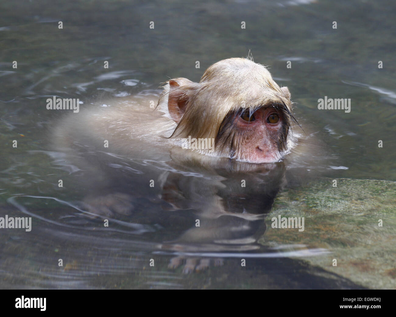 Snow Monkey Japanese Macaque in water Stock Photo - Alamy