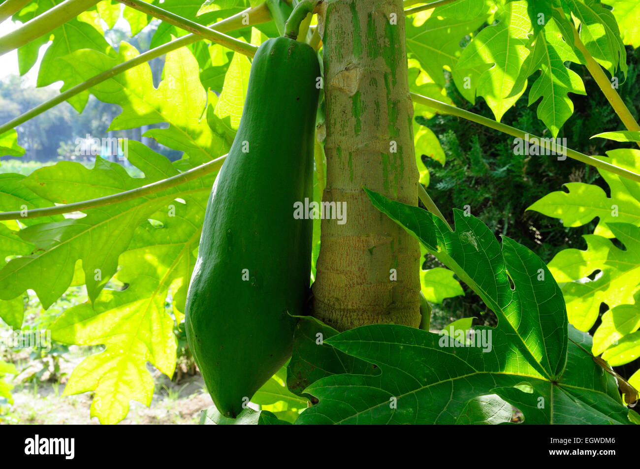 Ripe papaya hi-res stock photography and images - Alamy