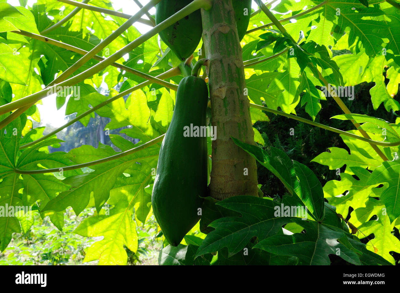 Ripe papaya fruit growing on a tree Madhya Pradesh India Stock Photo ...