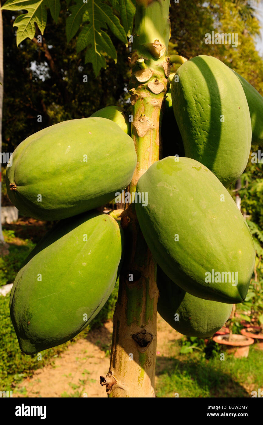 Ripe papaya hi-res stock photography and images - Alamy