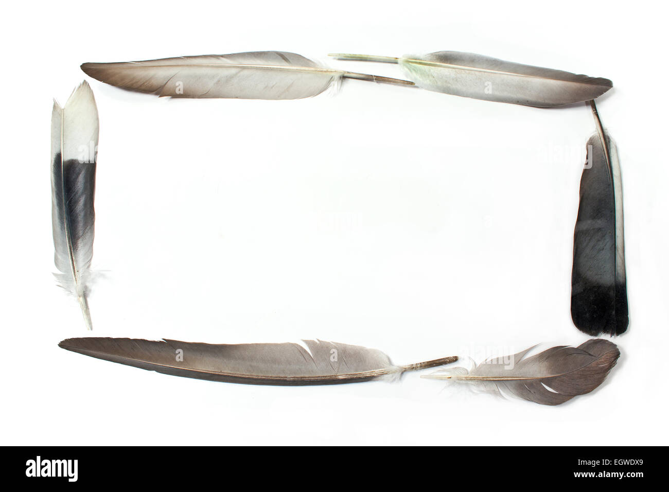 Animal frame Cut Out Stock Images & Pictures - Alamy