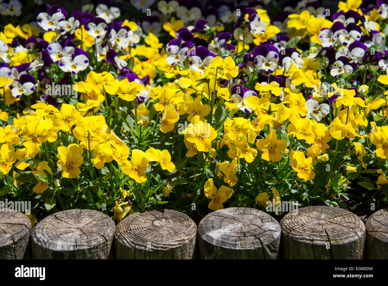 primrose flower bed - yellow and violet Stock Photo - Alamy